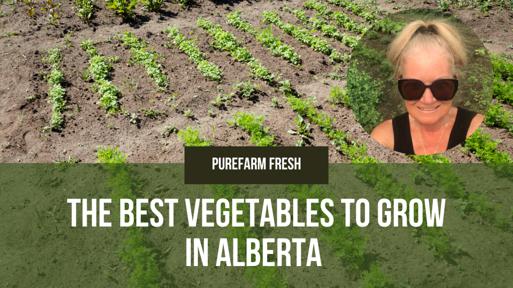 The Best Vegetables to Grow in Alberta and Why