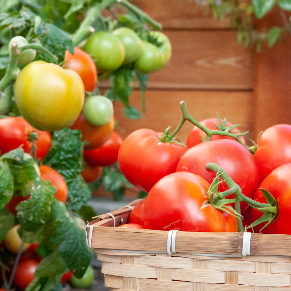 "On the Vine" Tomatoes 🍅 | | Pure Farm Fresh Alberta